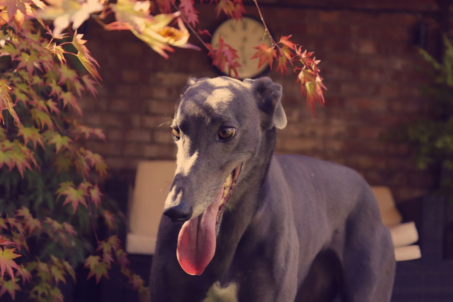 The 15 Calmest Dog Breeds - Dog Breed Pro