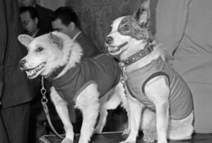 10 Heroic Dogs Who Saved Lives, Fought Wars, And Became Legends - Dog ...