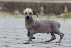 10 Native Dogs From South America - Dog Breed Pro