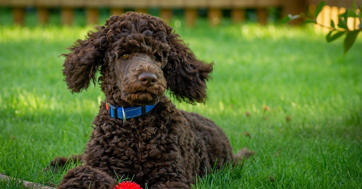 10 Dog Breeds That Ruled The 70s - Dog Breed Pro