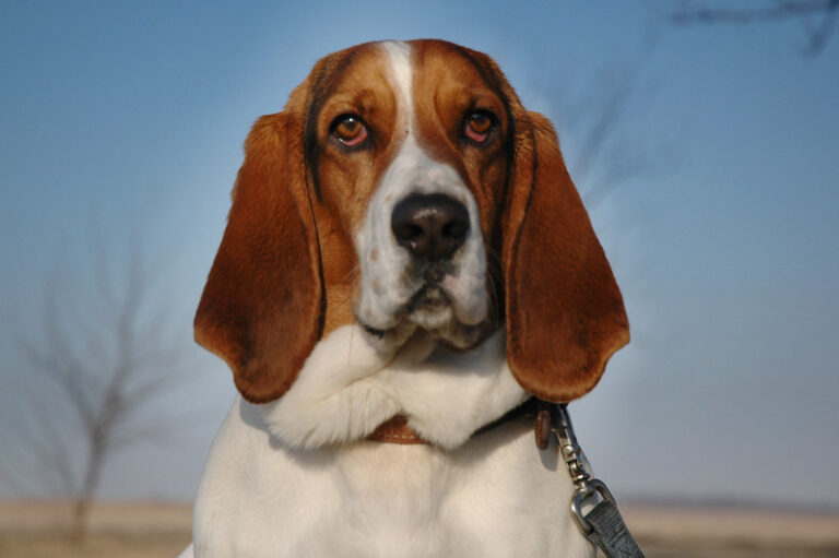 The 15 Calmest Dog Breeds - Dog Breed Pro