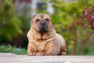 10 Things To Know About The Shar Pei’s Unique Temperament And Traits ...