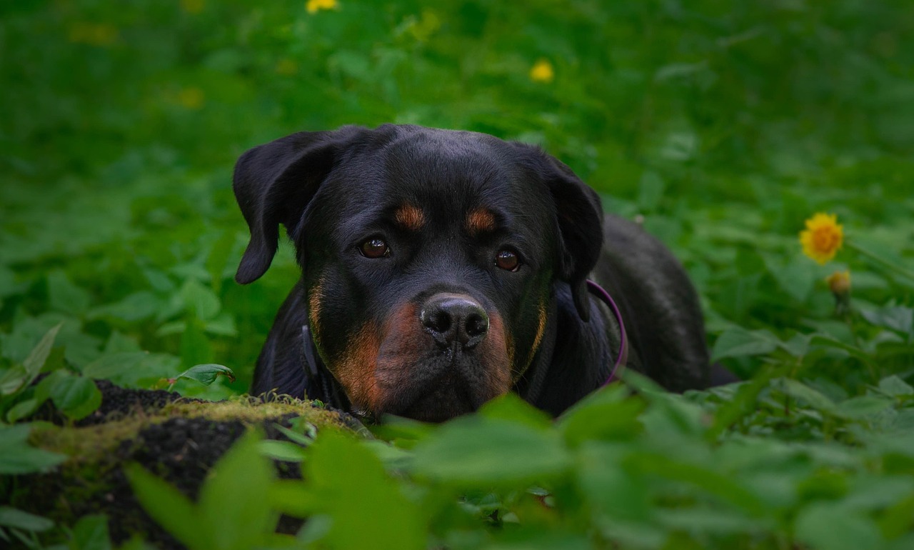 15 Dog Breeds That Look Scary but Are Sweet with Family - Dog Breed Pro