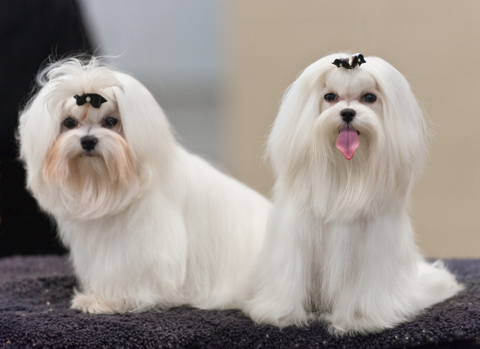 30 Small Dog Breeds That Stay Adorably Puppy-Sized Forever - Dog Breed Pro