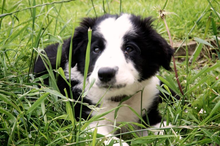 30 Dog Breeds With the Cutest Puppies - Dog Breed Pro