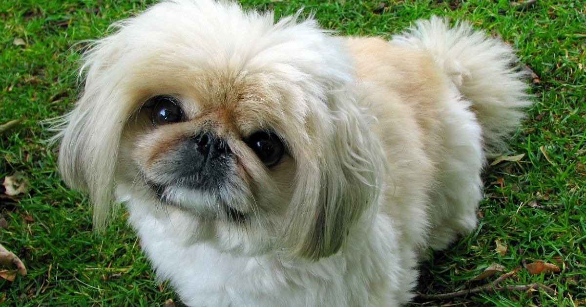 10 Practical Tips To Keep Your Pekingese Happy And Healthy - Dog Breed Pro
