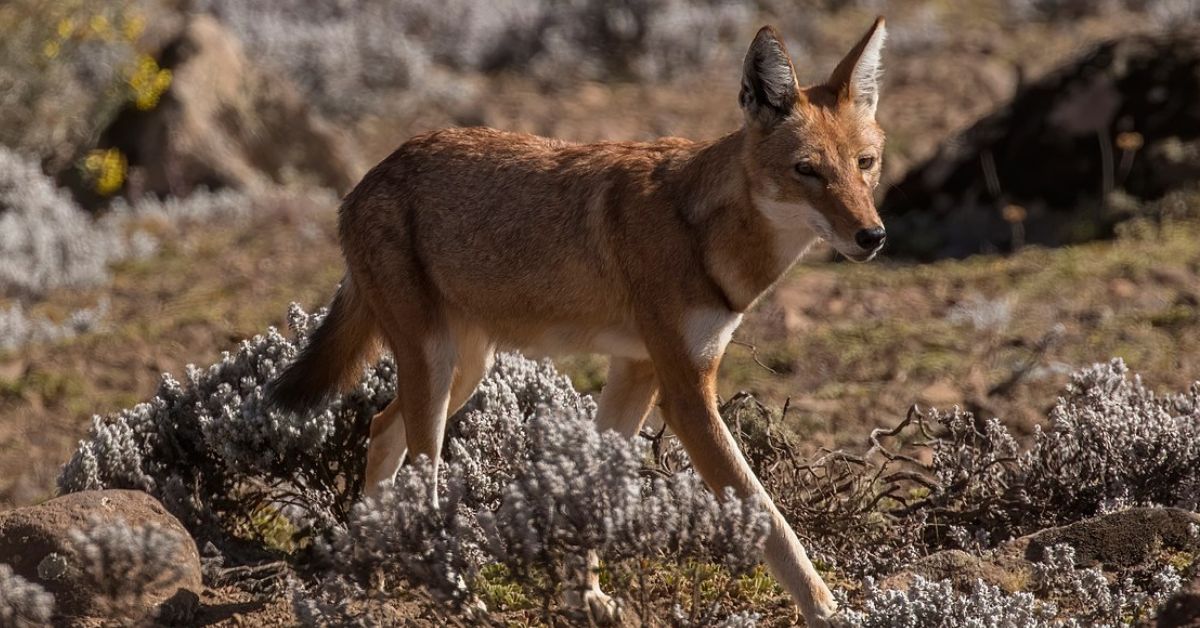 Why The Ethiopian Wolf Is Africa’s Most Extraordinary Canid - Dog Breed Pro