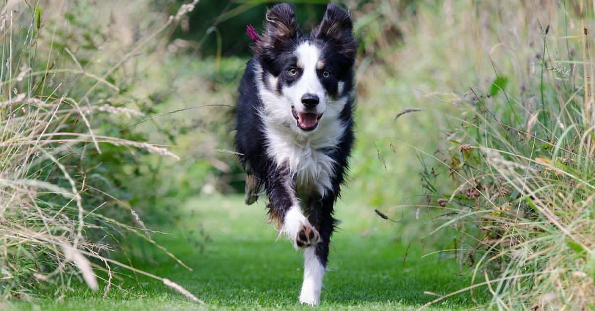 10 Dogs That Need More Than A Daily Walk Around The Block - Dog Breed Pro