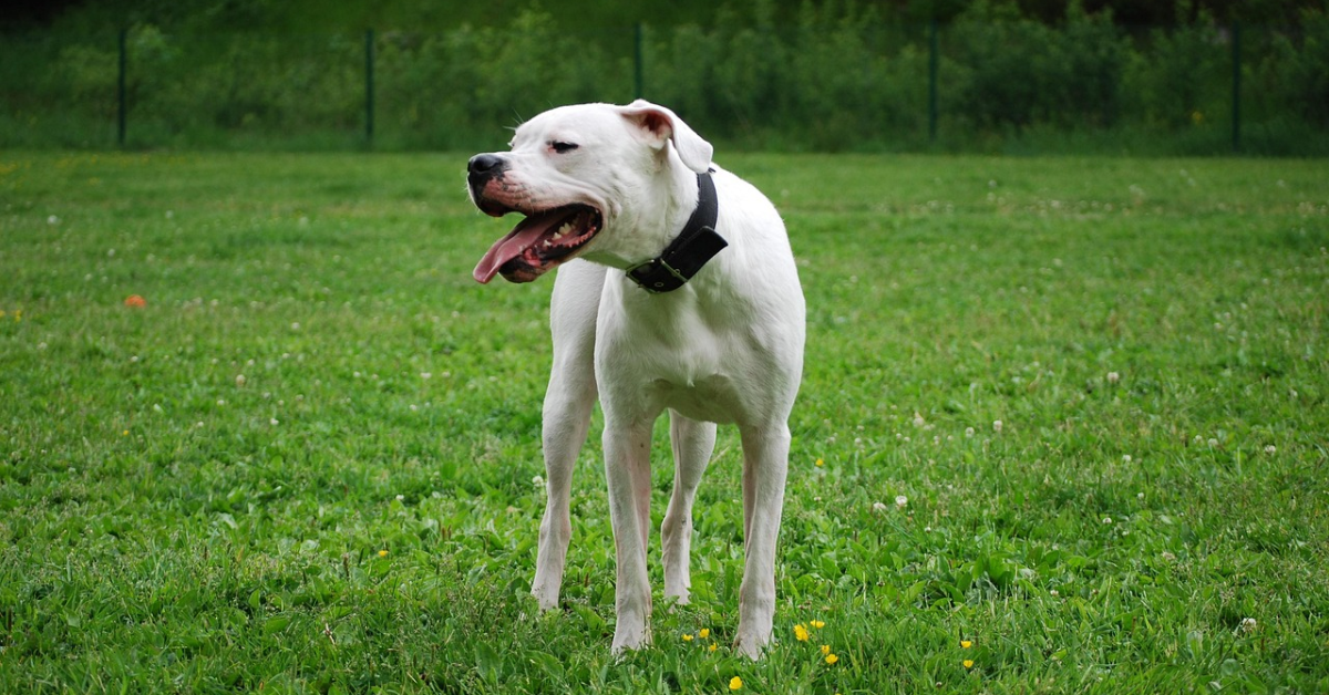 10 Native Dogs From South America - Dog Breed Pro
