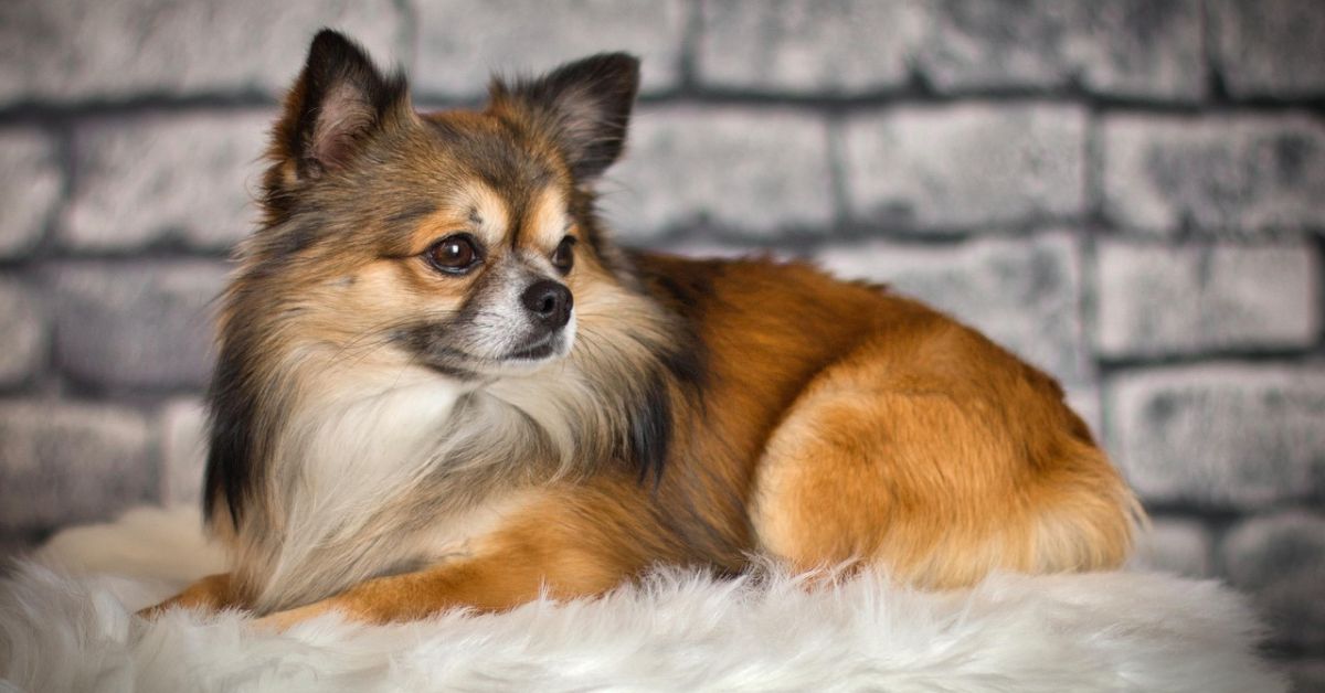 20 Dog Names That Perfectly Match Their Breed - Dog Breed Pro