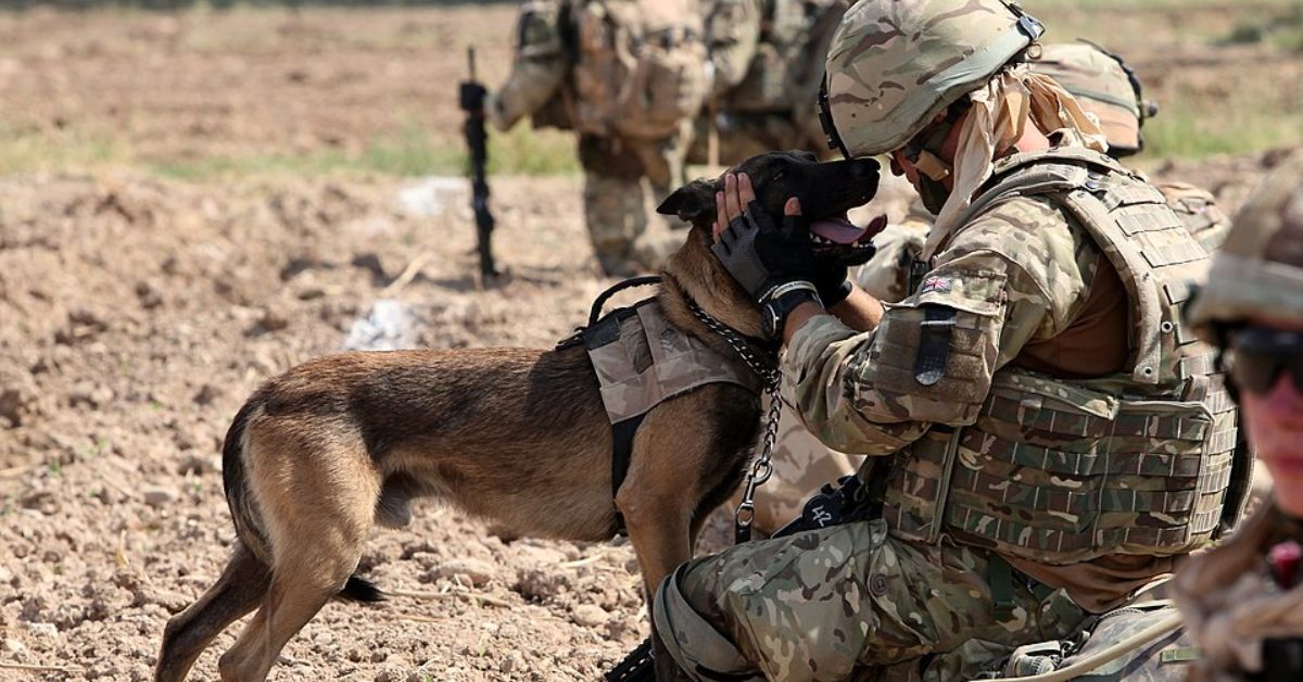 The Unsung Animal Heroes Who Helped Win the War - Dog Breed Pro
