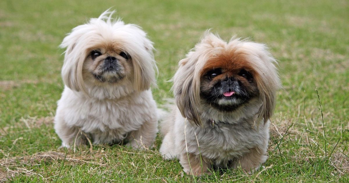 10 Pekingese Colors That Deserve A Closer Look - Dog Breed Pro