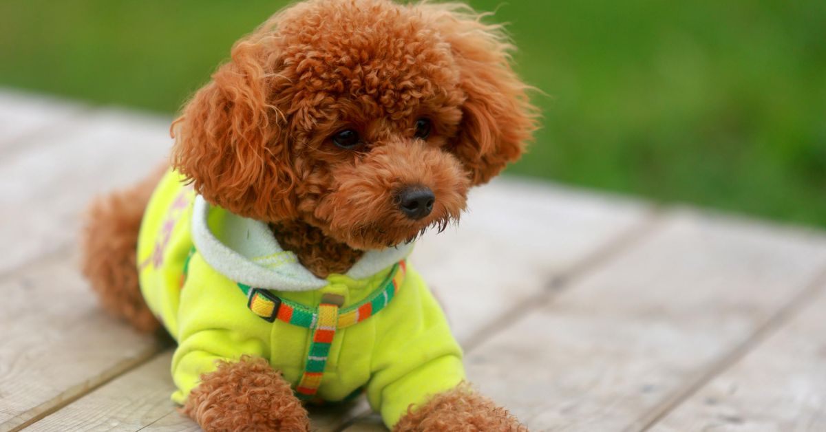 10 Dog Breeds That Prove Big Love Comes In Small Sizes - Dog Breed Pro