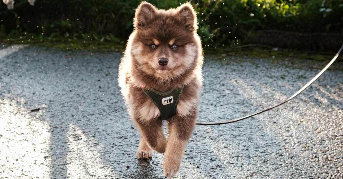 10 Insights Into The Finnish Lapphund’s Role In History And Culture ...