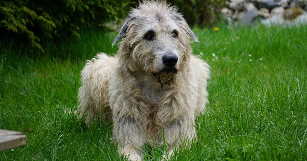10 Traits That Made The Irish Wolfhound A Legend - Dog Breed Pro