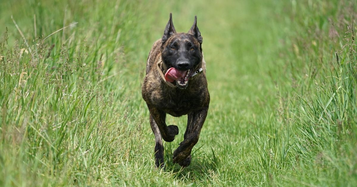 10 Impressive Facts About The Dutch Shepherd Breed - Dog Breed Pro