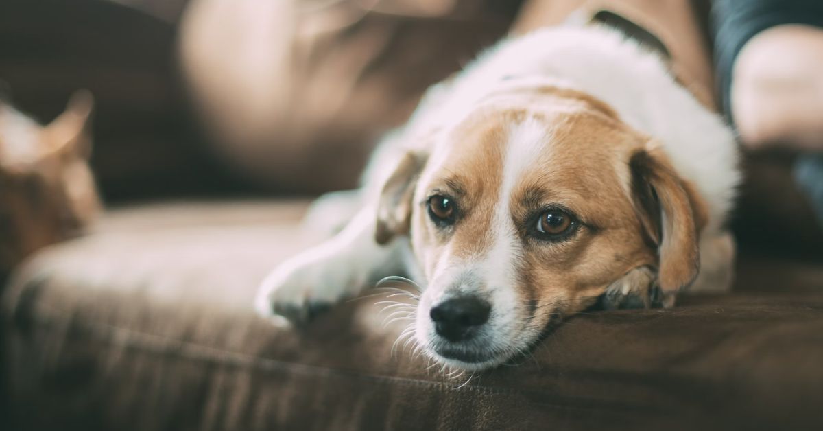 10 Small Changes That Could Reveal A Bigger Problem In Dogs - Dog Breed Pro