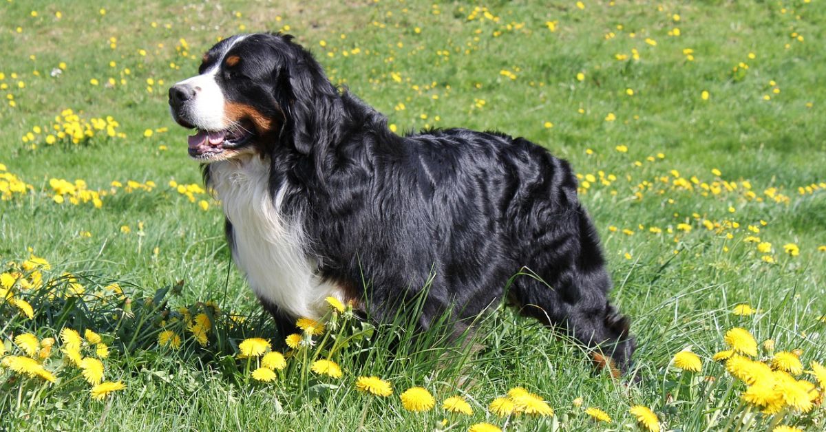 Meet The 10 Big Dogs That Show Off Their Smart Side - Dog Breed Pro