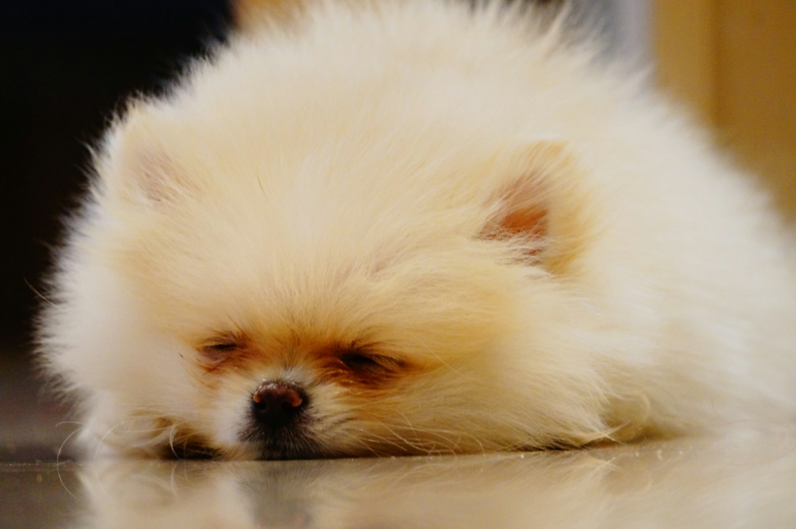 15 Fun Facts About Pomeranians - Dog Breed Pro
