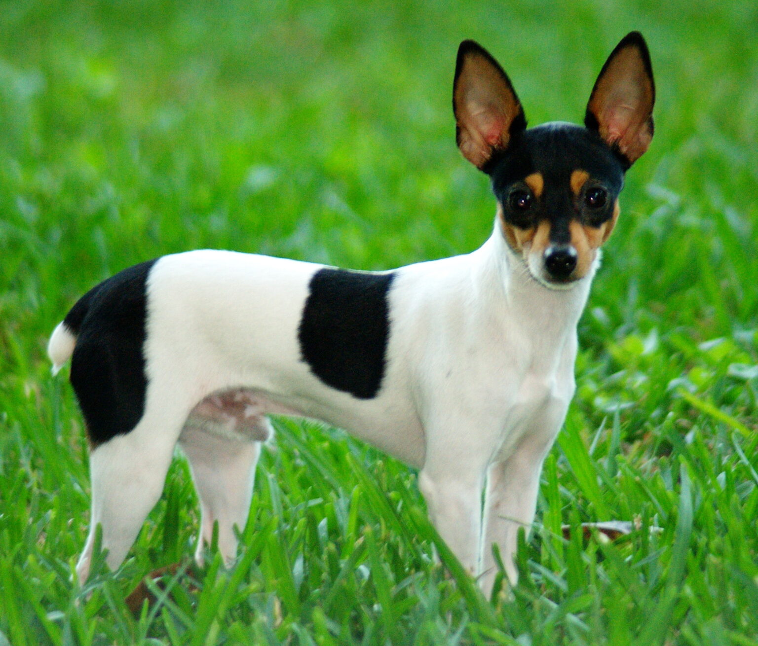 30 Small Dog Breeds That Stay Adorably Puppy-Sized Forever - Dog Breed Pro