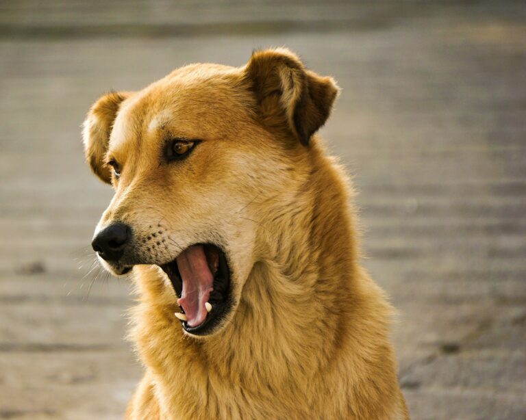 15 Warning Signs Your Dog Might Be Developing Aggression - Dog Breed Pro