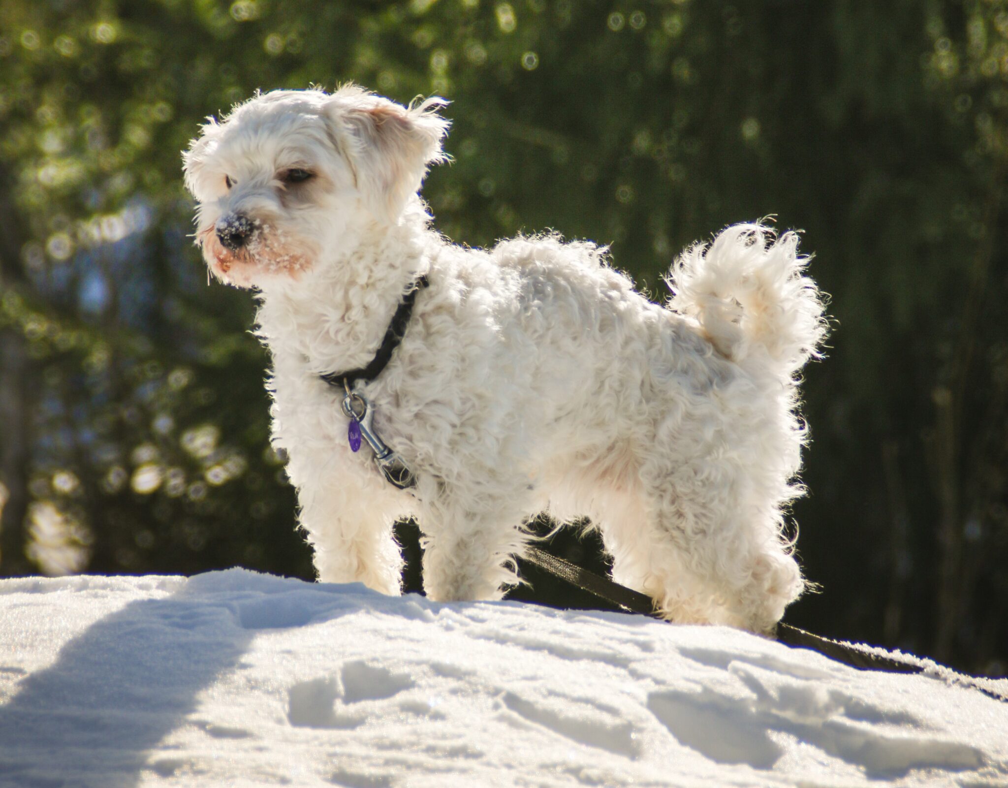30 Small Dog Breeds That Stay Adorably Puppy-Sized Forever - Dog Breed Pro