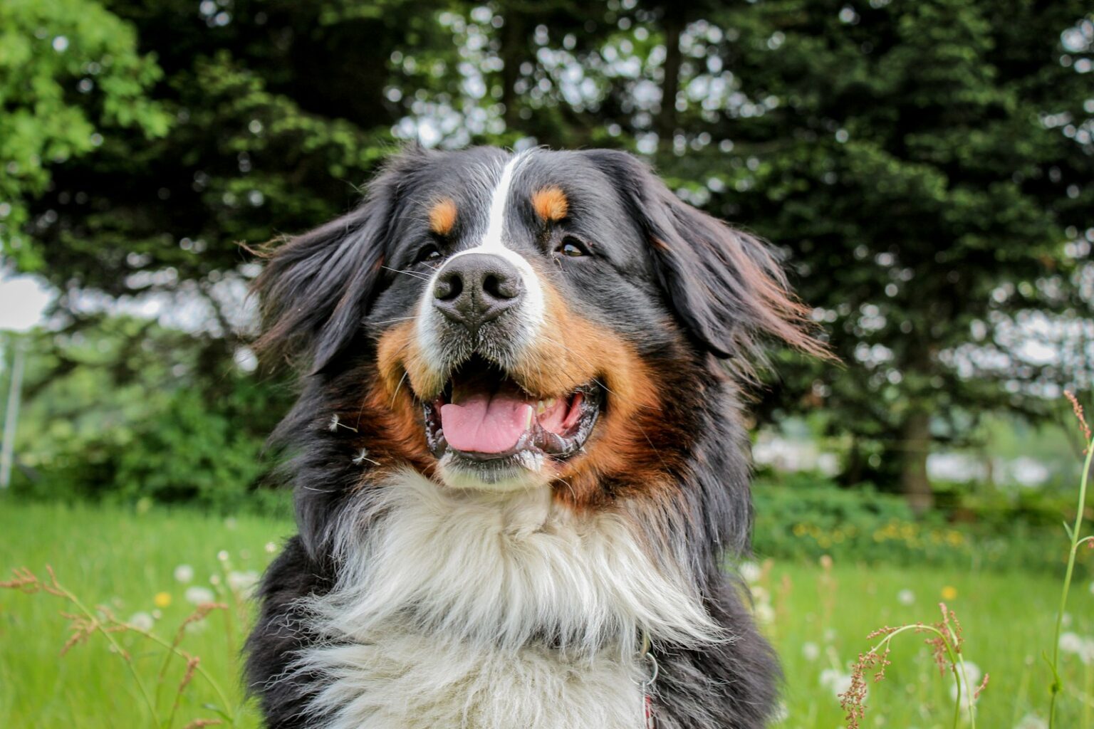 The 15 Calmest Dog Breeds - Dog Breed Pro