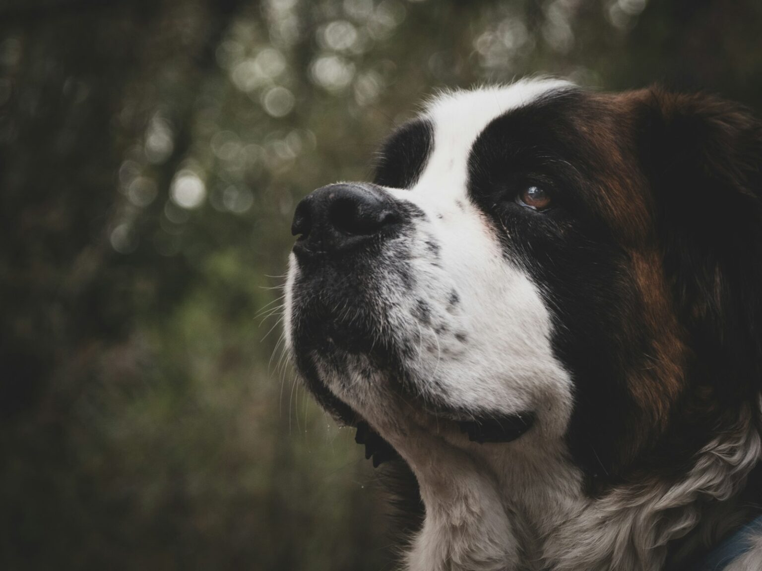 The 15 Calmest Dog Breeds - Dog Breed Pro