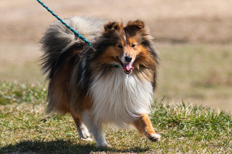 30 Cutest Dog Breeds in the World - Dog Breed Pro