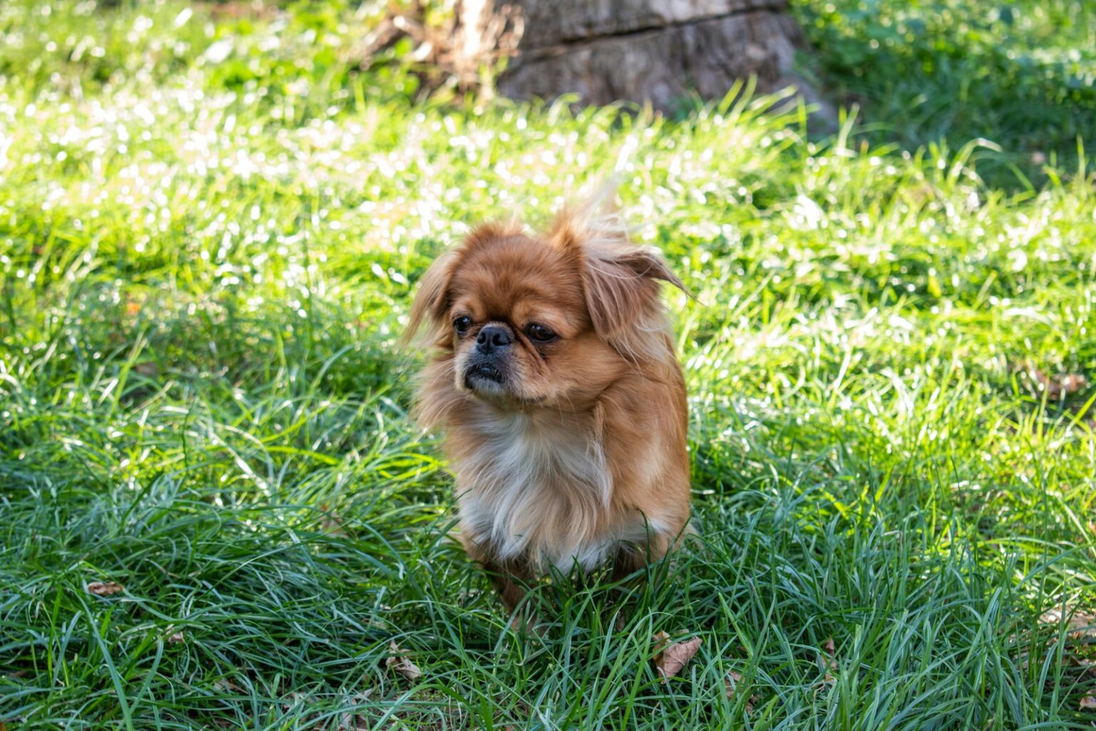 The 15 Calmest Dog Breeds - Dog Breed Pro