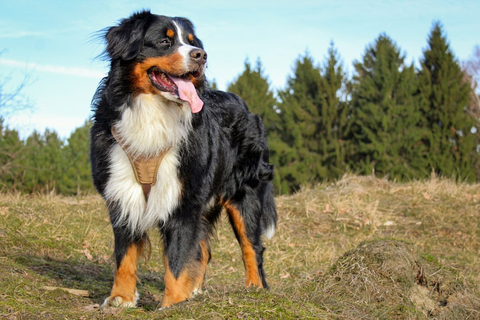 30 Dog Breeds That Love to Cuddle With Their Humans - Dog Breed Pro