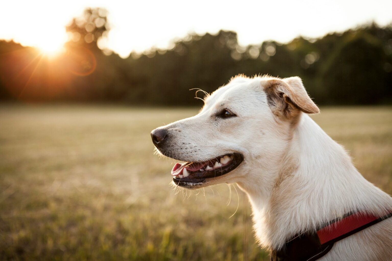 30 Commands Every Dog Should Know - Dog Breed Pro