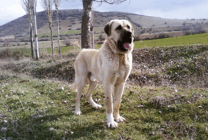 Meet The 10 Giants Of The Mastiff World - Dog Breed Pro