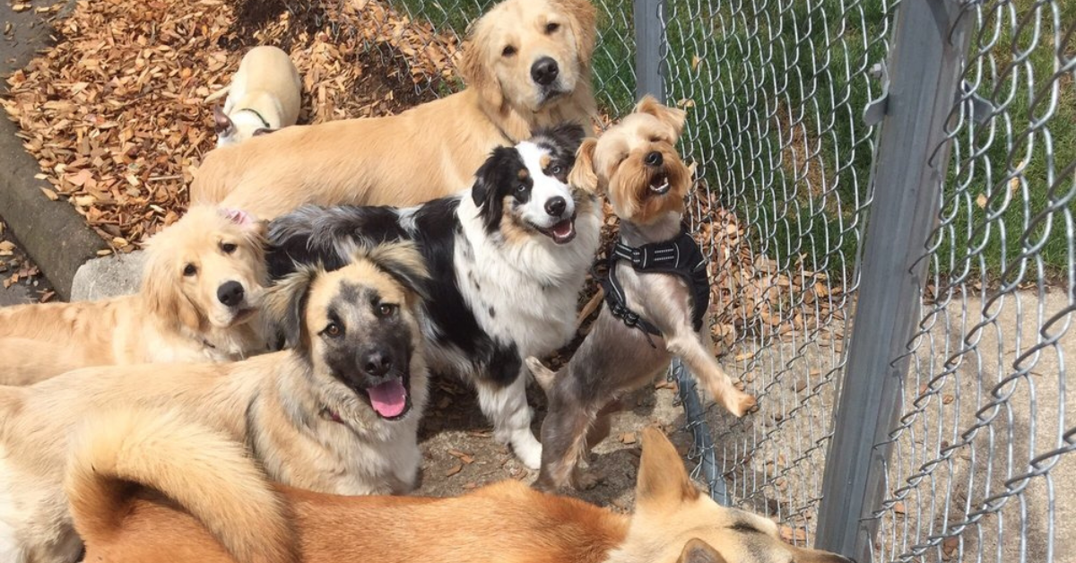 10 Things Every Dog Owner Should Consider Before Choosing A Kennel ...