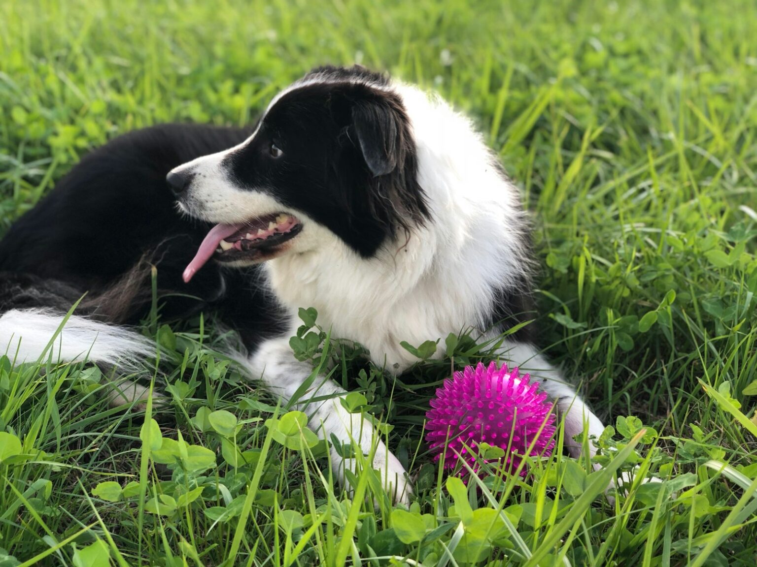 15 Surprising Facts About the Border Collie - Dog Breed Pro