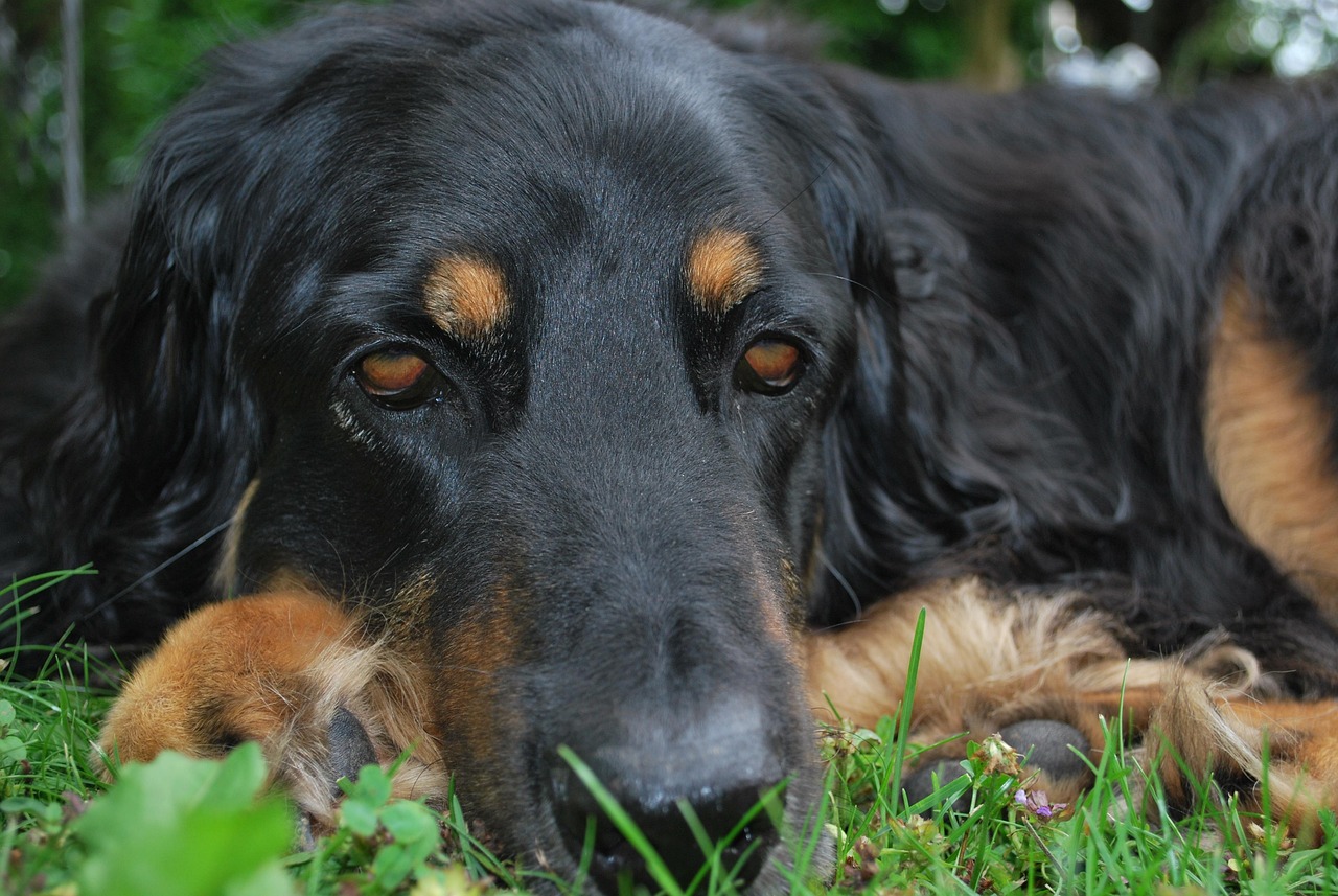 15 Common Dog Health Issues You Shouldn't Ignore - Dog Breed Pro