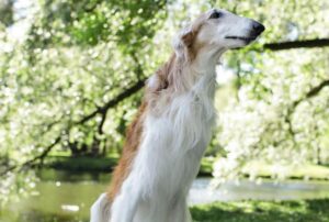 10 Important Traits That Define The Borzoi Breed - Dog Breed Pro