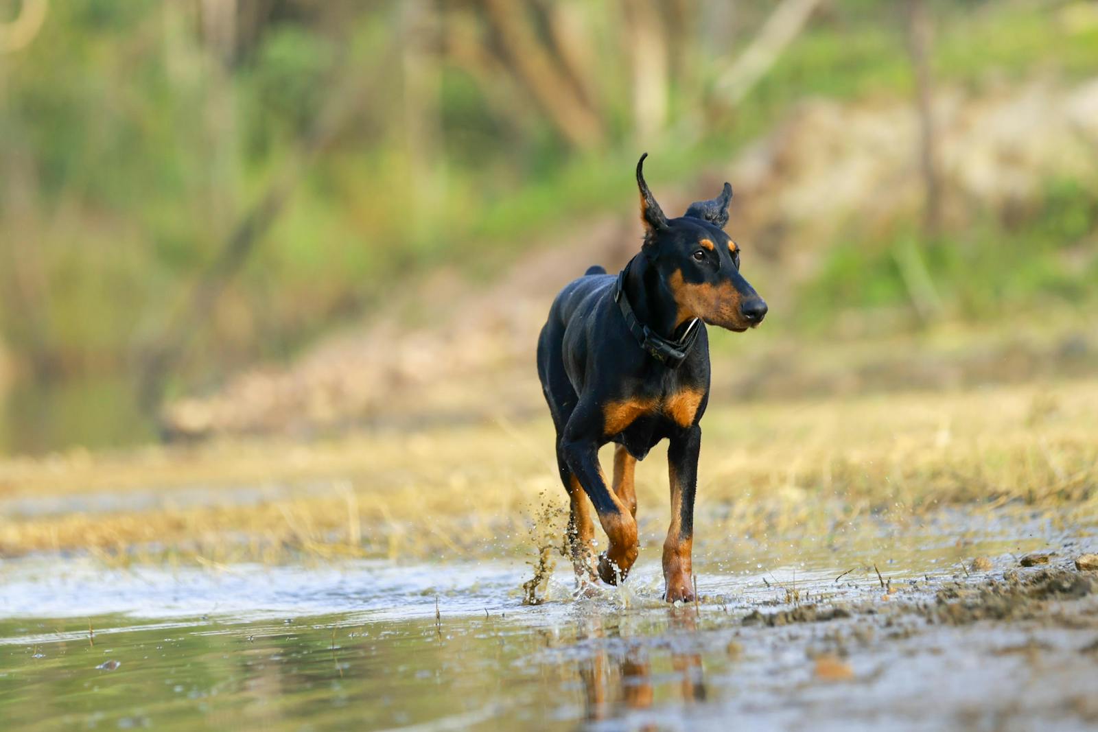 30 Dog Breeds That Are Prone to Serious Health Issues - Dog Breed Pro