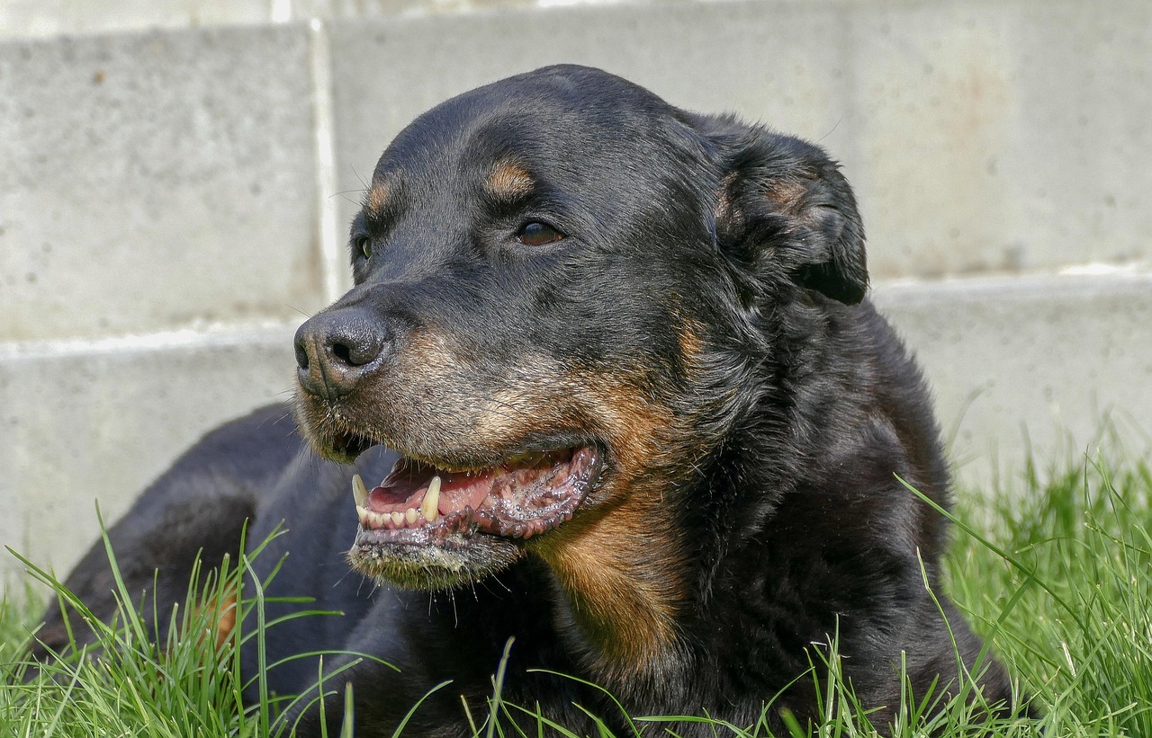 15 Lesser-Known Facts About Rottweilers - Dog Breed Pro