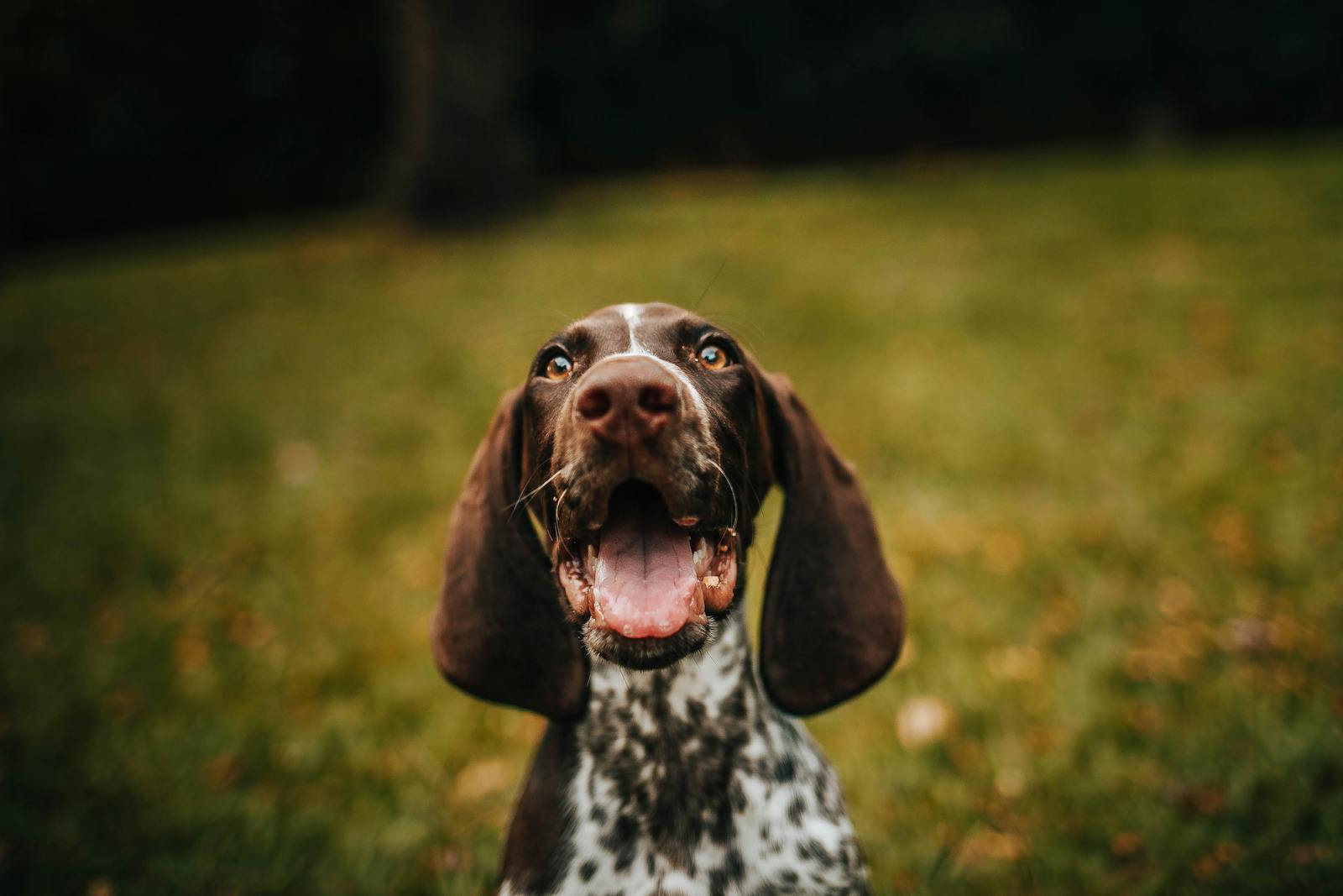 30 Commands Every Dog Should Know - Dog Breed Pro