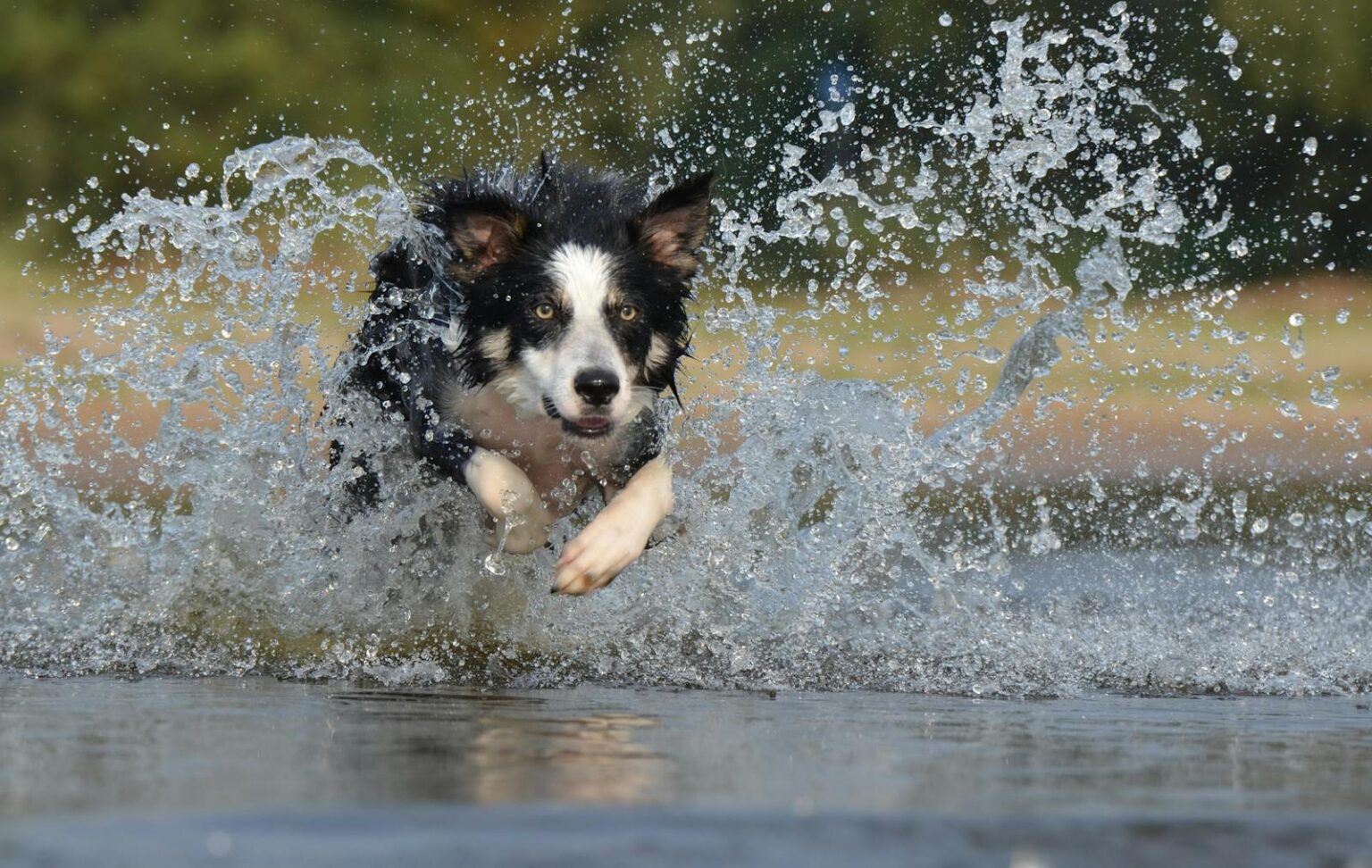30 Commands Every Dog Should Know - Dog Breed Pro