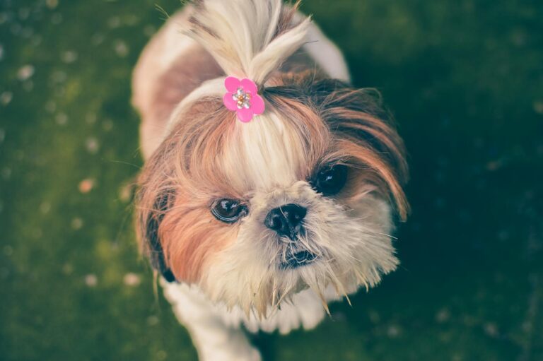 30 Commands Every Dog Should Know - Dog Breed Pro
