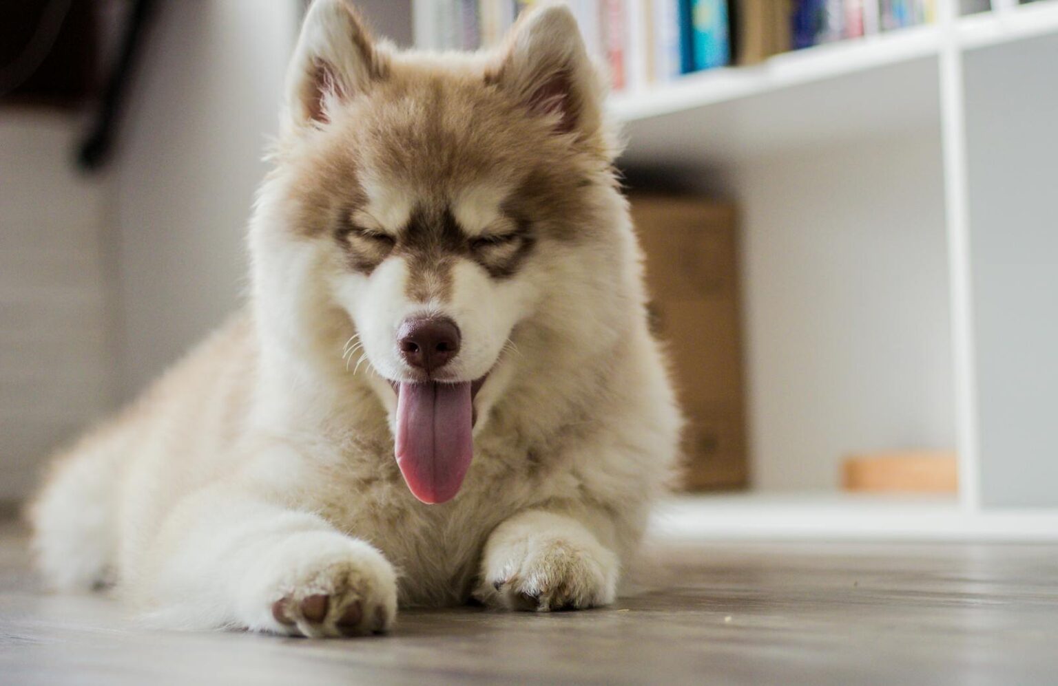 30 Commands Every Dog Should Know - Dog Breed Pro