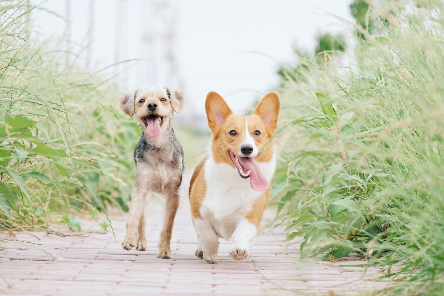 30 Commands Every Dog Should Know - Dog Breed Pro