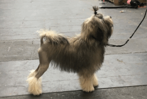 10 Things You Should Know About The Lowchen - Dog Breed Pro