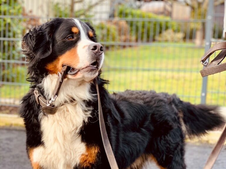 15 Common Dog Behavior Problems and How to Fix Them - Dog Breed Pro