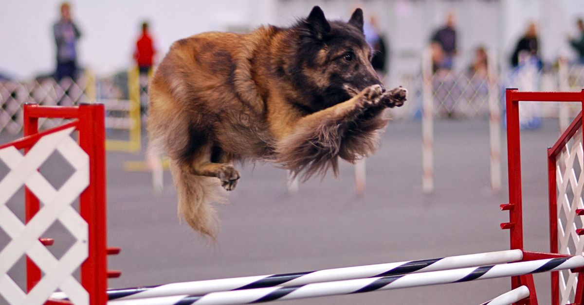 Which Dogs Have The Best Stamina? Meet 13 Breeds That Never Quit - Dog ...