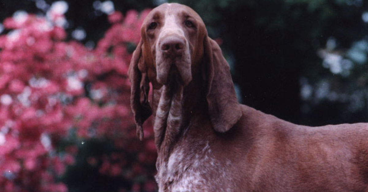 Meet The Bracco Italiano: Italy’s Elegant Scent Hound - Dog Breed Pro