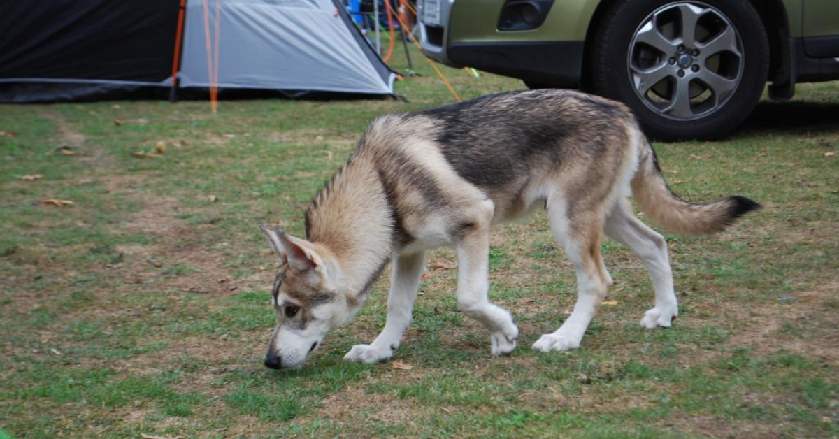 10 Fascinating Facts About The Utonagan Dog Breed - Dog Breed Pro