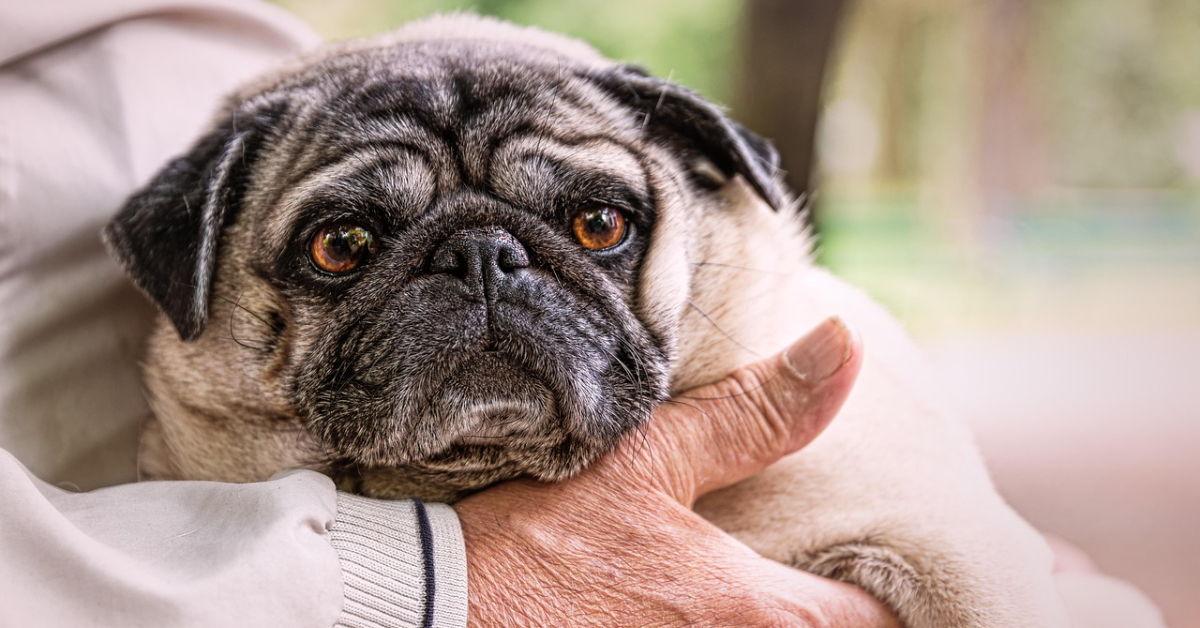 10 Medical Issues Every Pug Owner Should Watch For - Dog Breed Pro